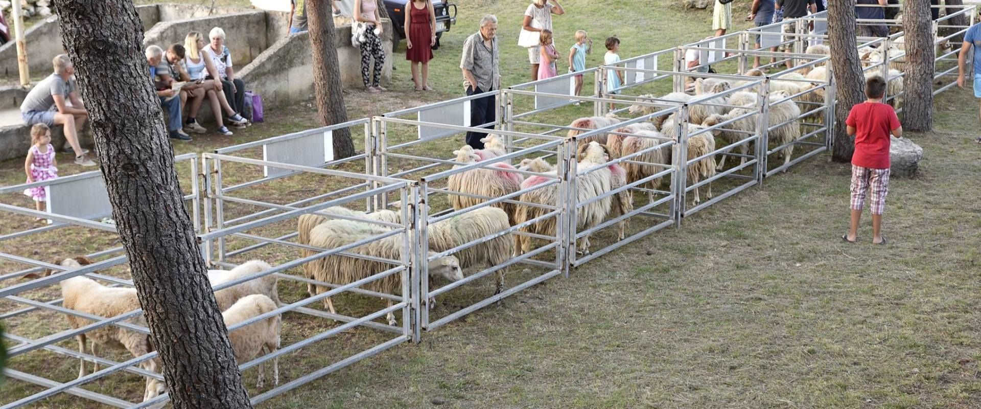 Hrvatski savez uzgajivača ovaca i koza – Croatian association of sheep ...