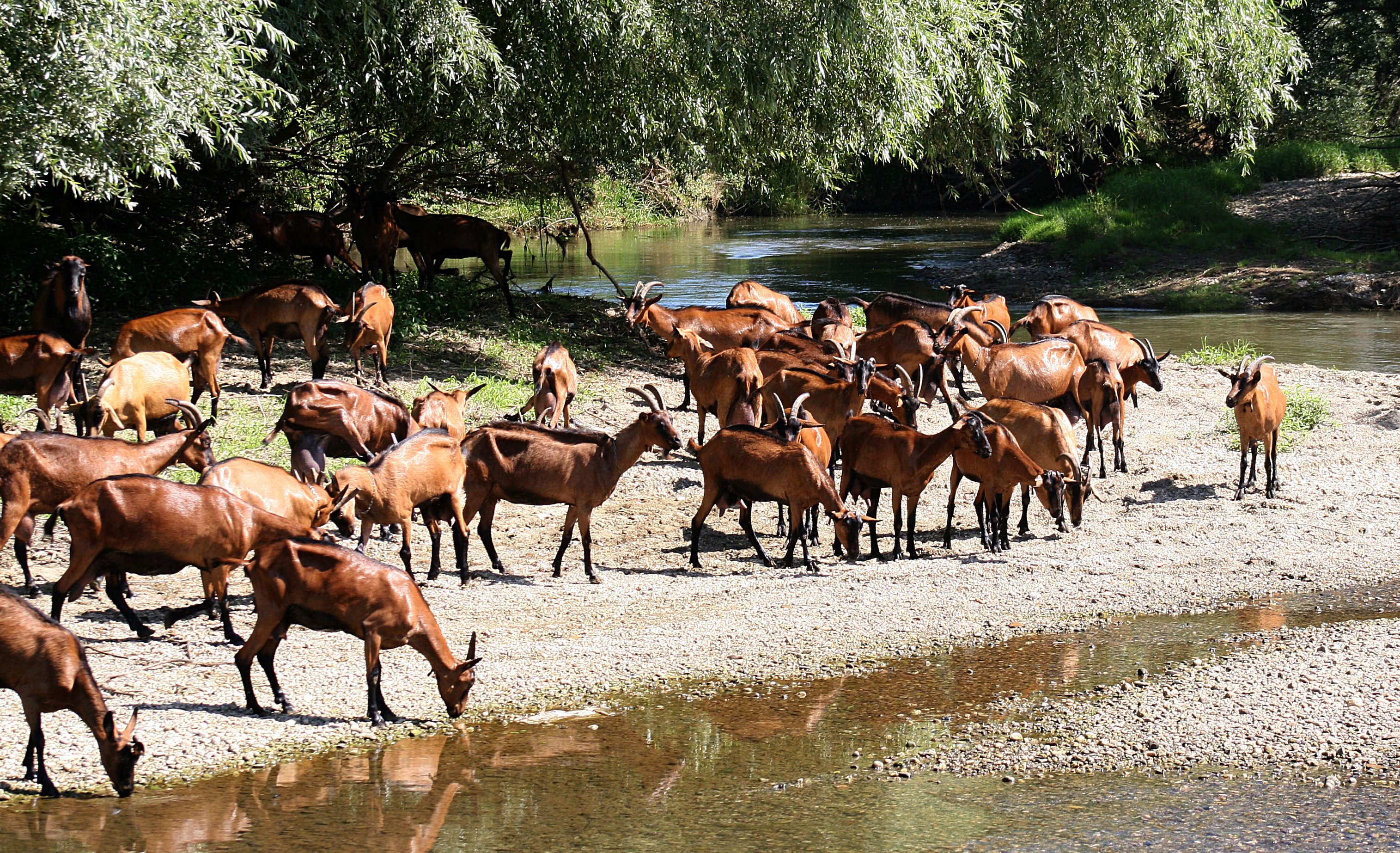 Pojedinačno članstvo – Hrvatski savez uzgajivača ovaca i koza