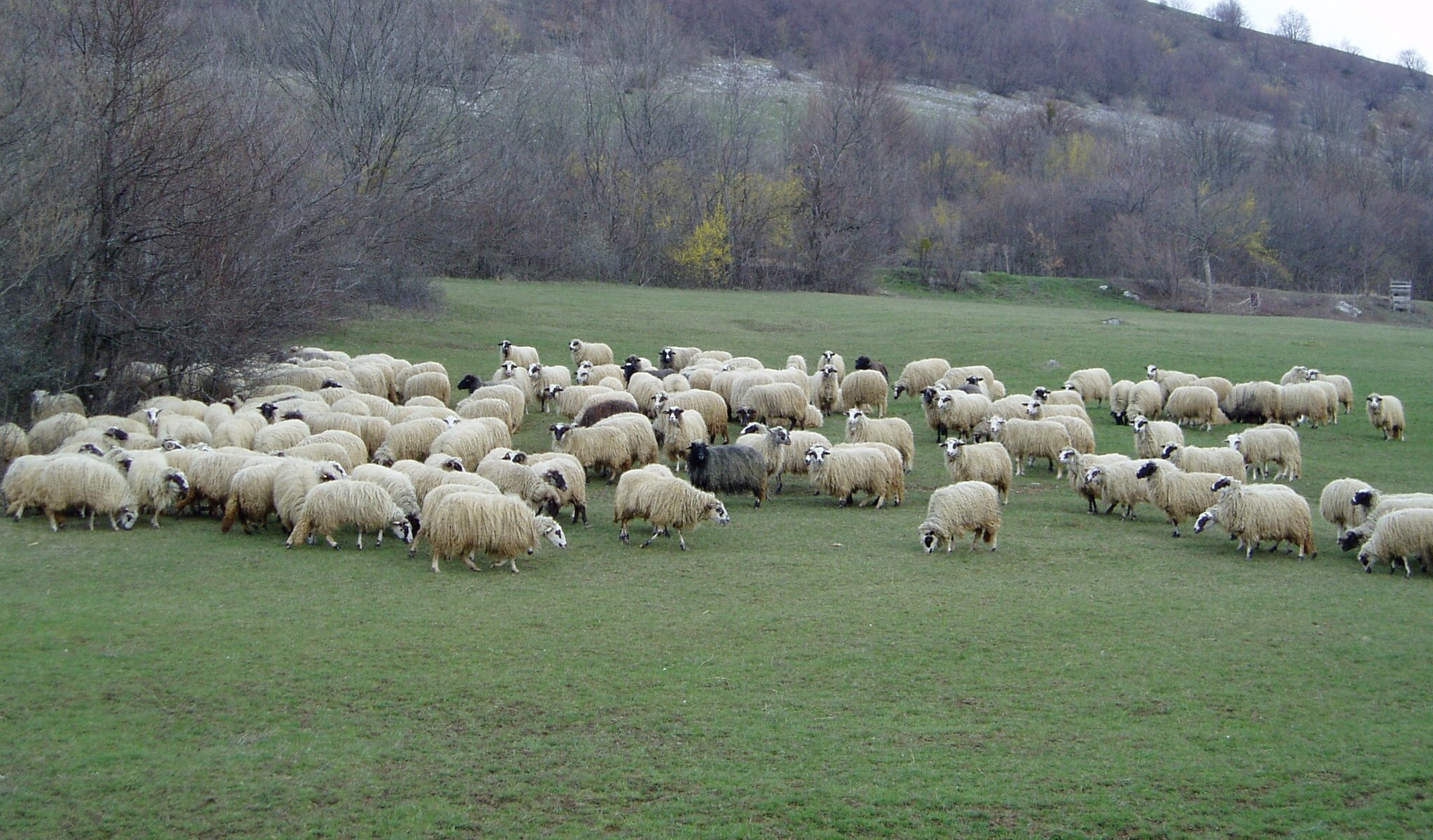 O sektoru – Hrvatski savez uzgajivača ovaca i koza