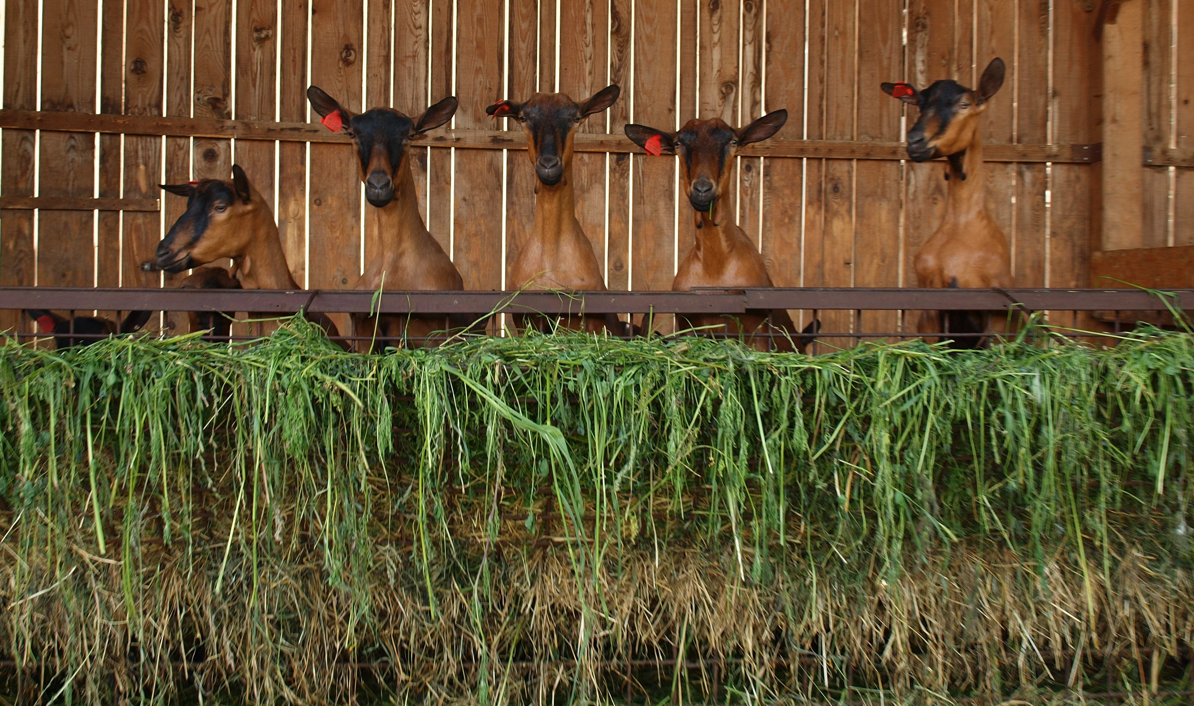 Sektor kozarstva u Republici Hrvatskoj – Hrvatski savez uzgajivača ...