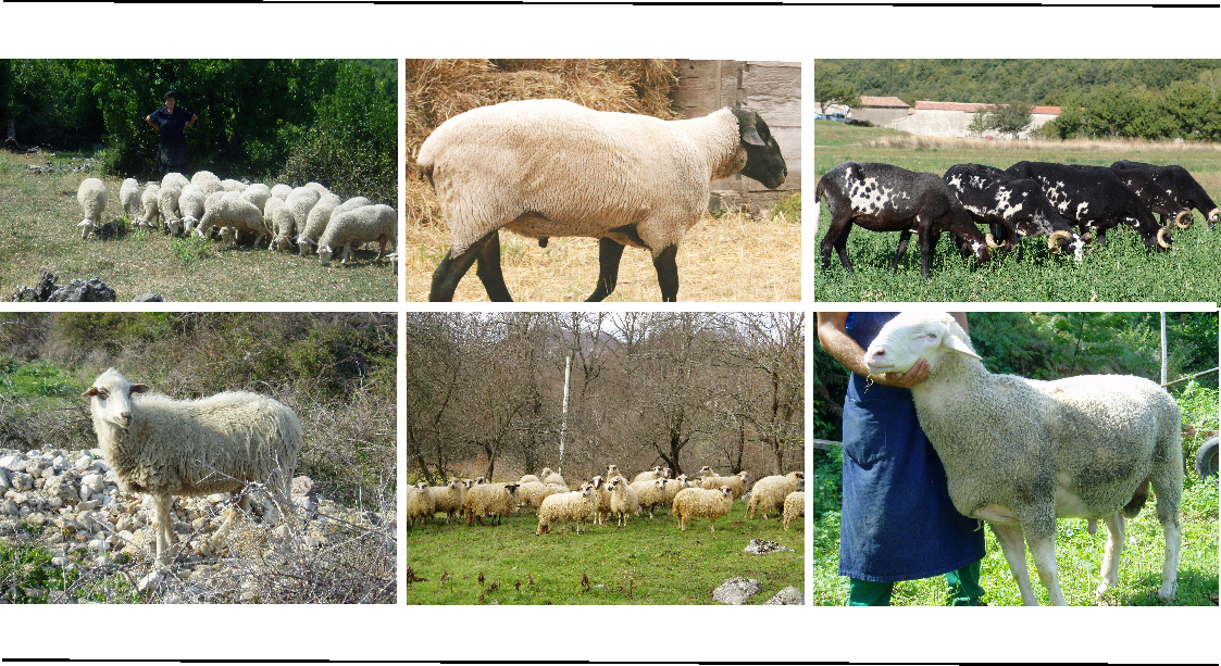 PASMINE OVACA U RH I REGISTAR MATIČNIH STADA – Hrvatski savez ...