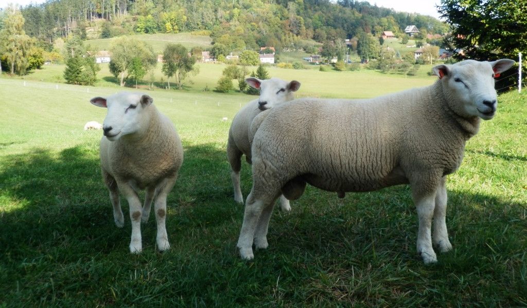 Texel – Hrvatski savez uzgajivača ovaca i koza