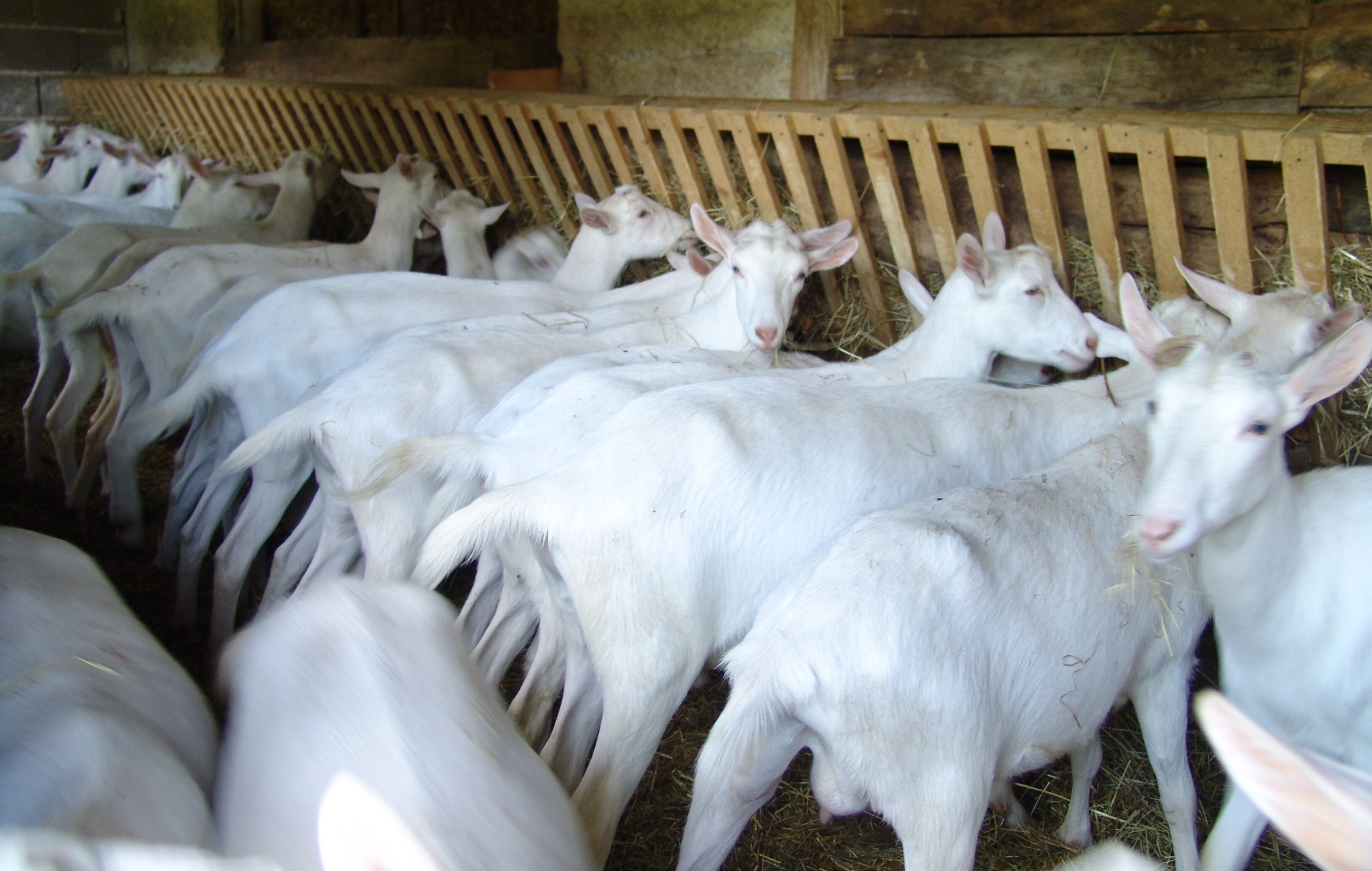 Udruge članice – Hrvatski savez uzgajivača ovaca i koza