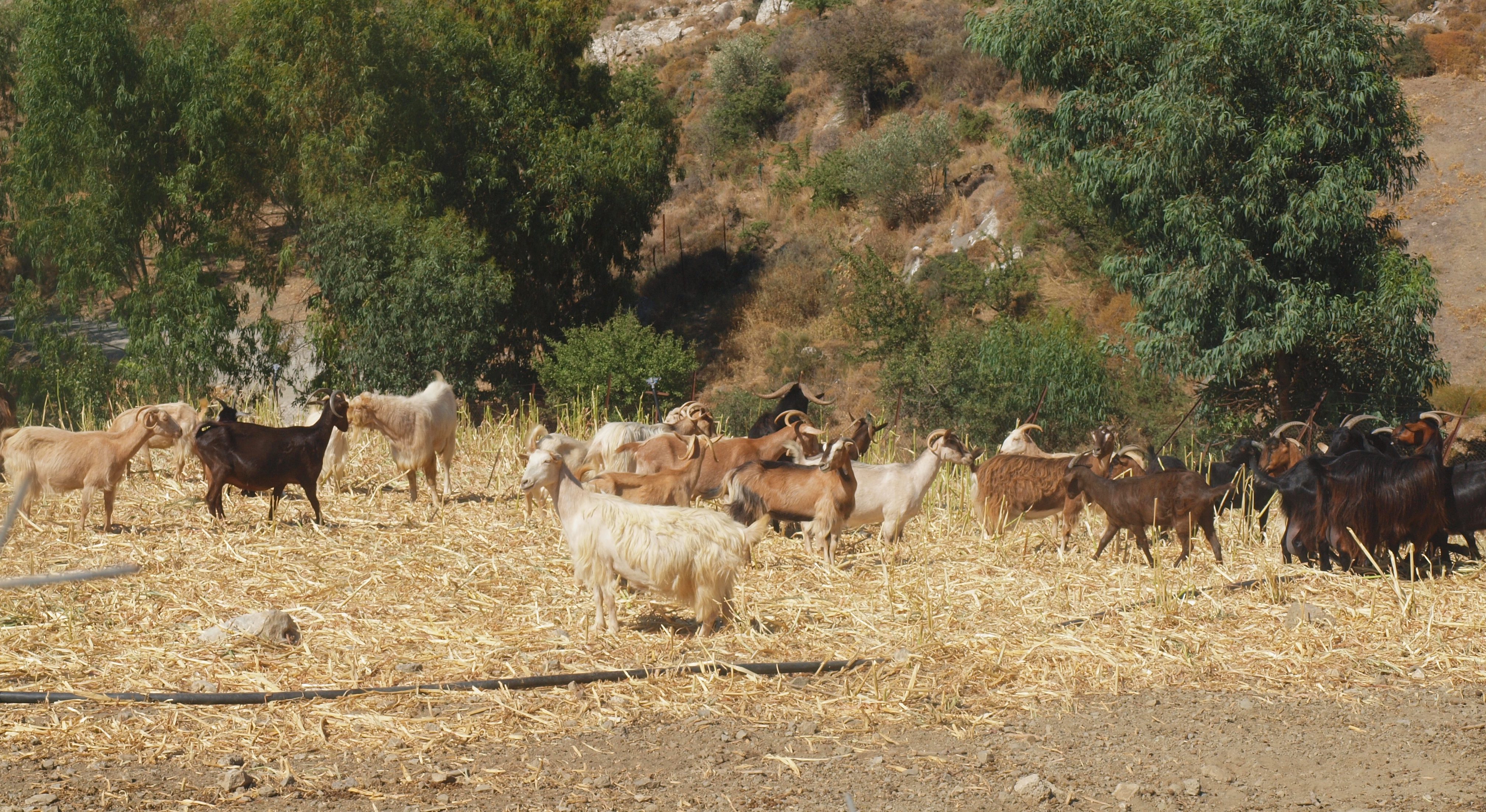 Kuga malih preživača – Hrvatski savez uzgajivača ovaca i koza