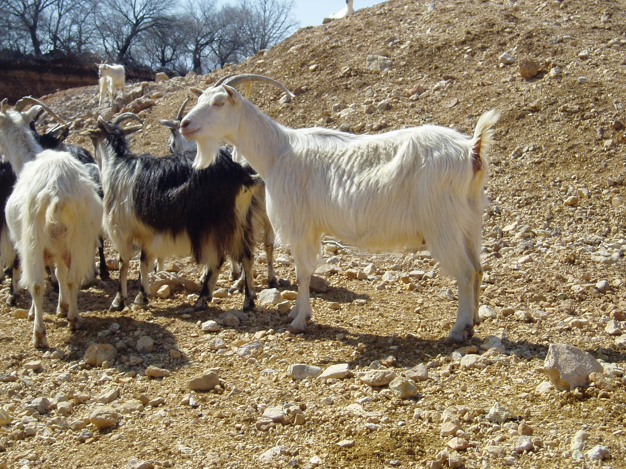 Hrvatska bijela koza – Hrvatski savez uzgajivača ovaca i koza