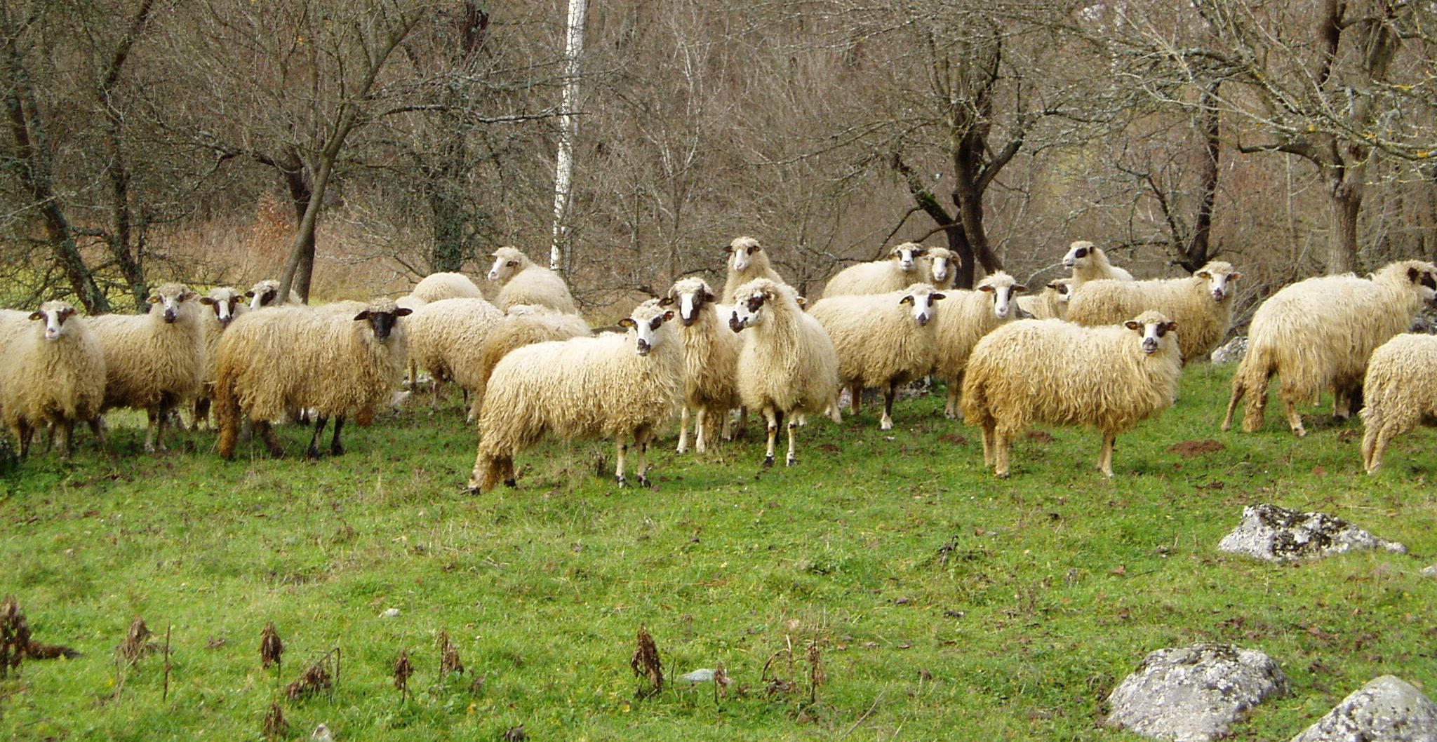 Naš rad – Hrvatski savez uzgajivača ovaca i koza