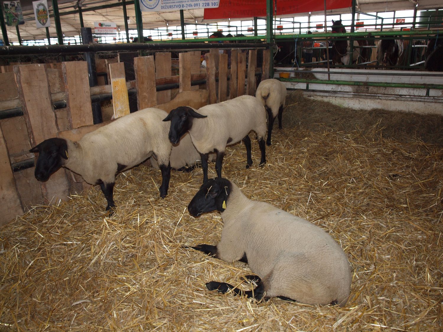 Održan sastanak u svezi organizacije 32. Državne stočarske izložbe u ...