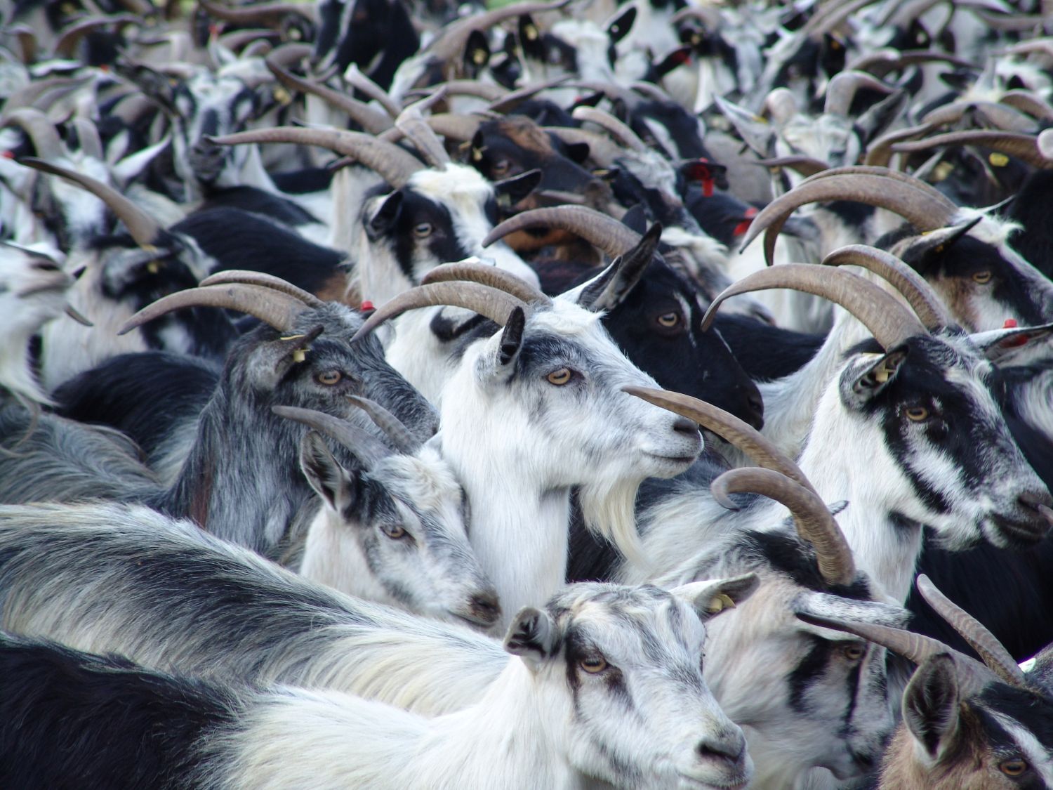 ODREĐENI BEDRENIČKI DISTRIKTI I PROVEDBA MJERA ZA SPRJEČAVANJE ŠIRENJA ...