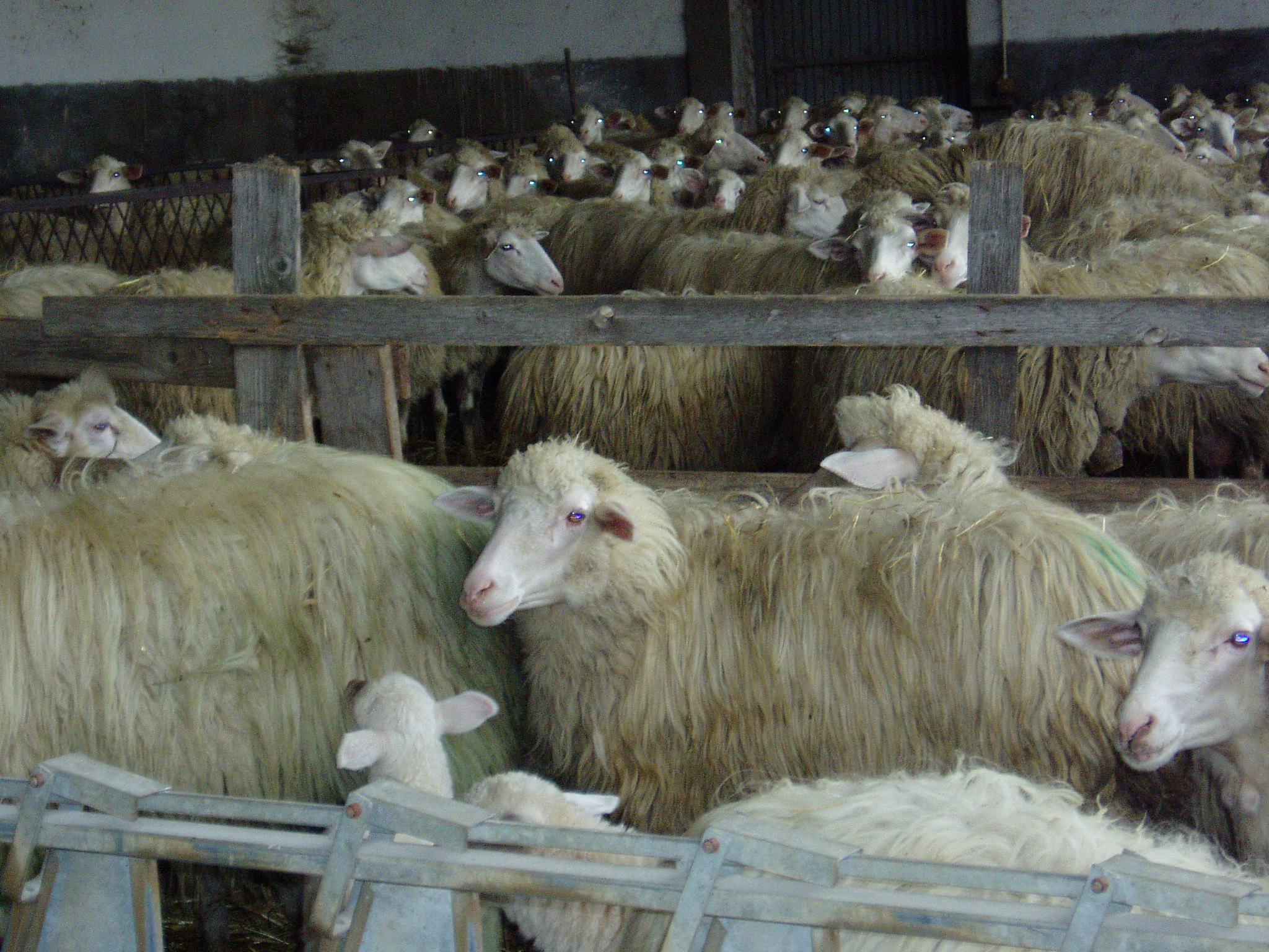 Najnovija epidemiološka situacija oko bolesti plavog jezika – Hrvatski ...